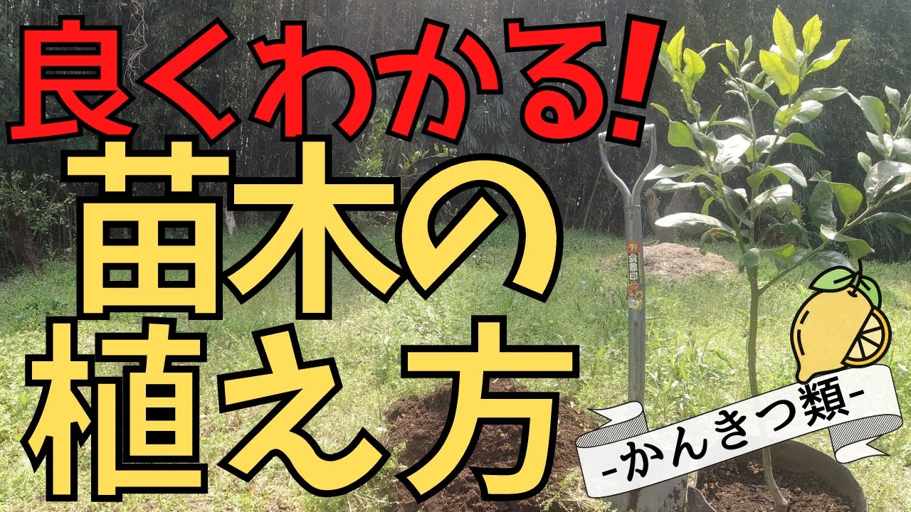 良くわかる!レモンの木 かんきつ類の苗木の植え方【ファームハウスみどり】 Magmoe