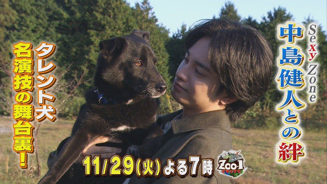 11月29日(火)夜7時 TBS系 ZOO-1グランプリ #ZOO1 #サンドウィッチマン #藤本敏史（#FUJIWARA） #石川恋 #東京ホテイソン #中島健人（#SexyZone） # ...