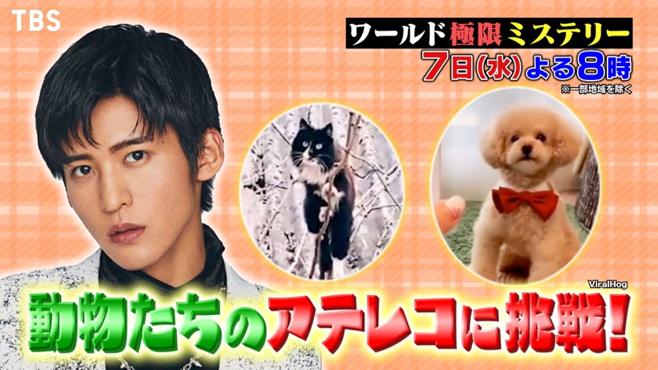 『ワールド極限ミステリー』4/7(水) Snow Man目黒蓮が爆笑＆イケメンアニマルを紹介！さらに愛犬映像も公開【TBS】 - MAGMOE