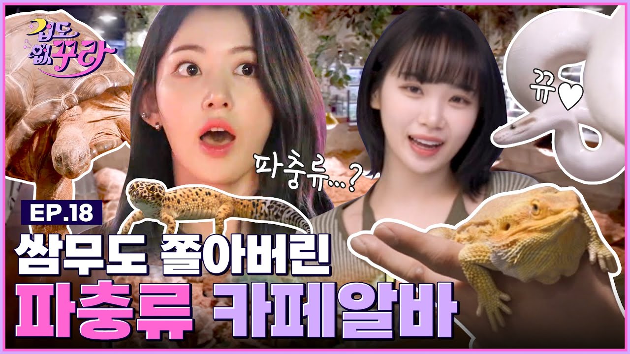 [SUB] 사쿠라X채원 🐢거북이부터 뱀까지🐍 파충류 카페 알바 도전 [겁도 없꾸라] EP.18 - MAGMOE