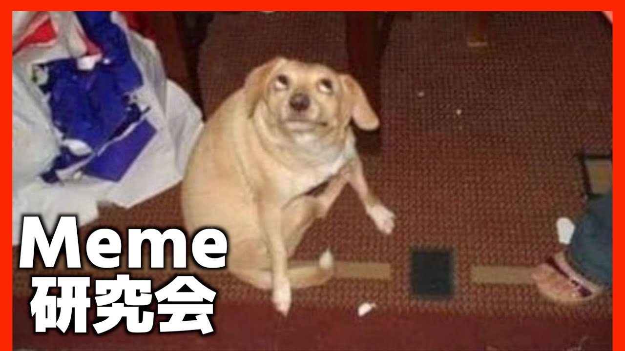 リスナーおすすめのmeme(ミーム)などを見ていく【第47回】 - MAGMOE