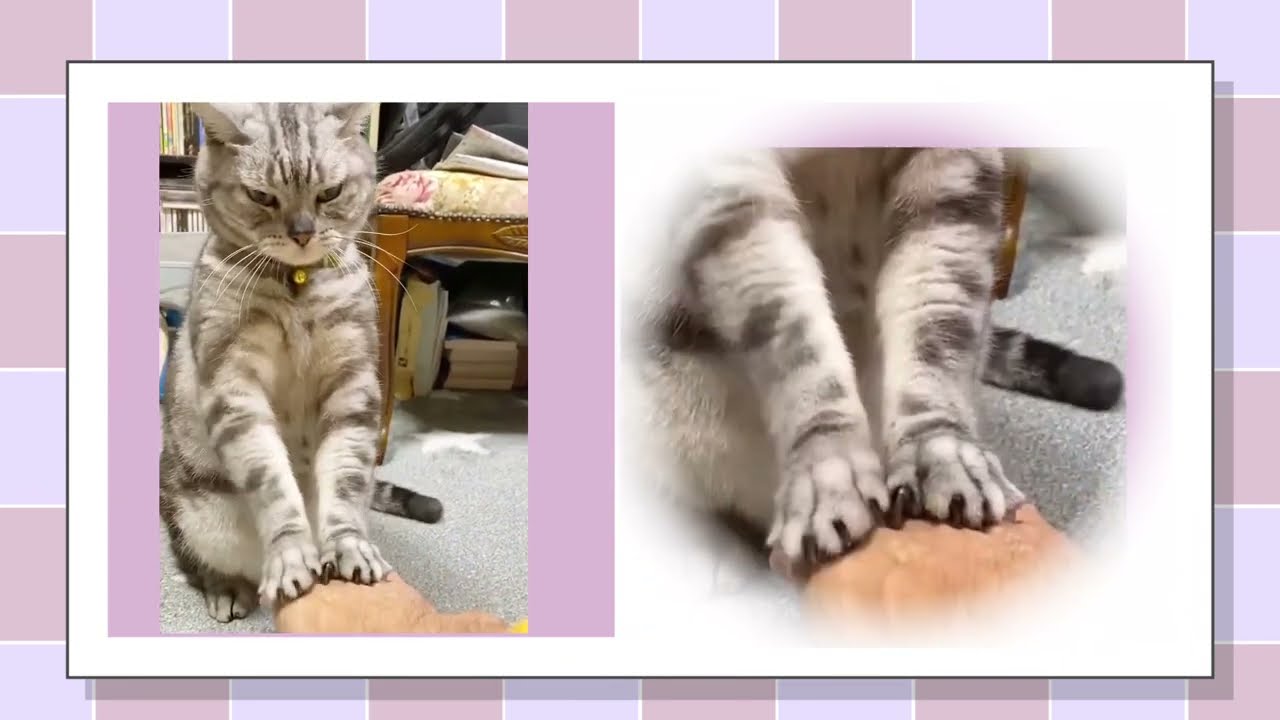 [まいネコ🐈]二代目マックvol.75 そこは触っちゃダメー - MAGMOE