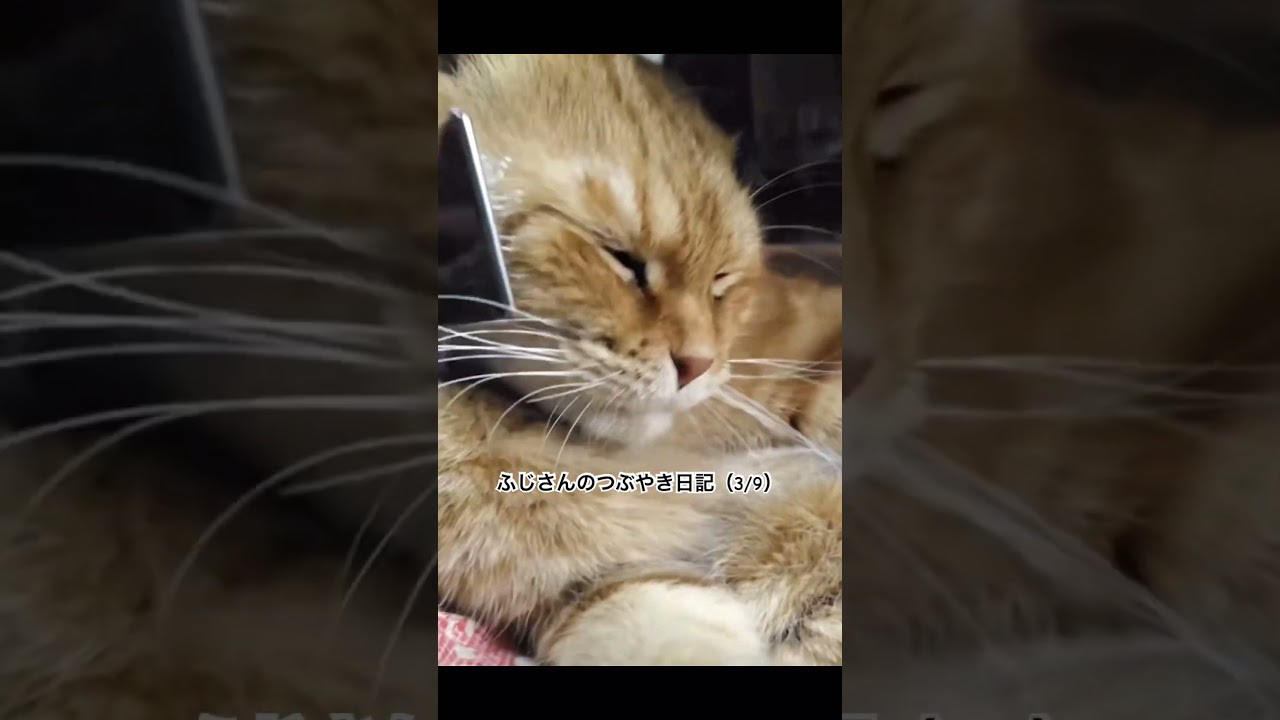 “ふじさんの つぶやき日記”（3/9） - MAGMOE