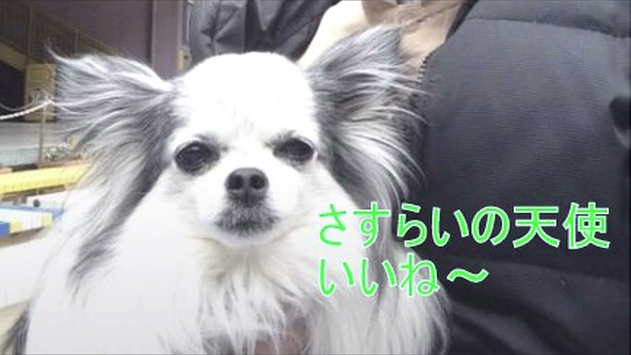 19720209（昭和47）年2月 さすらいの天使 いしだあゆみ - MAGMOE