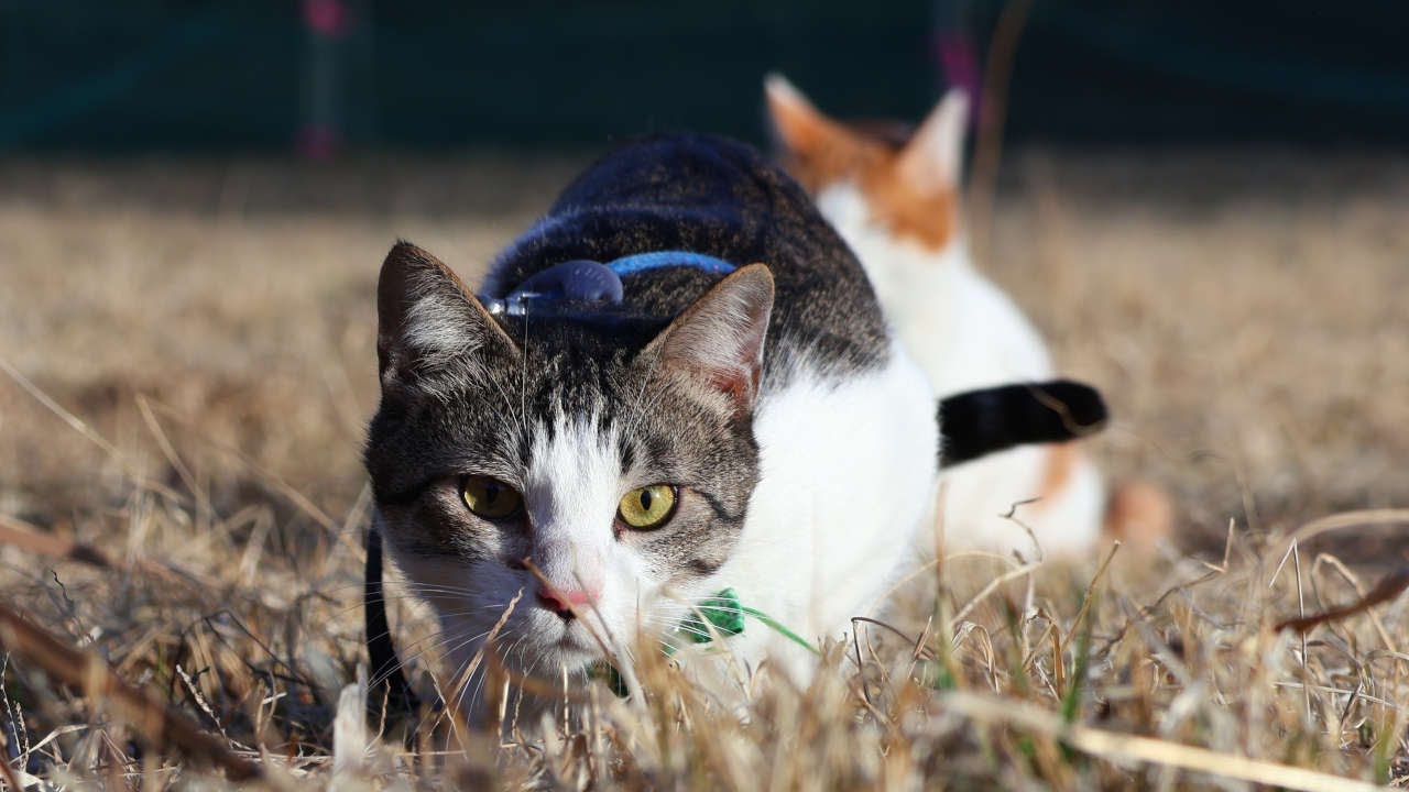 くさはらで遊ぶちろとさばじろう 240425 - MAGMOE