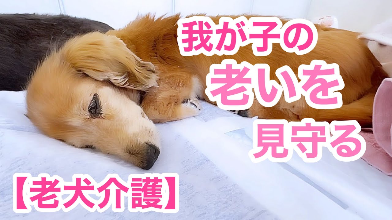 『皆様にご報告』心菜の老いが加速しています【老犬介護No.134】 - MAGMOE