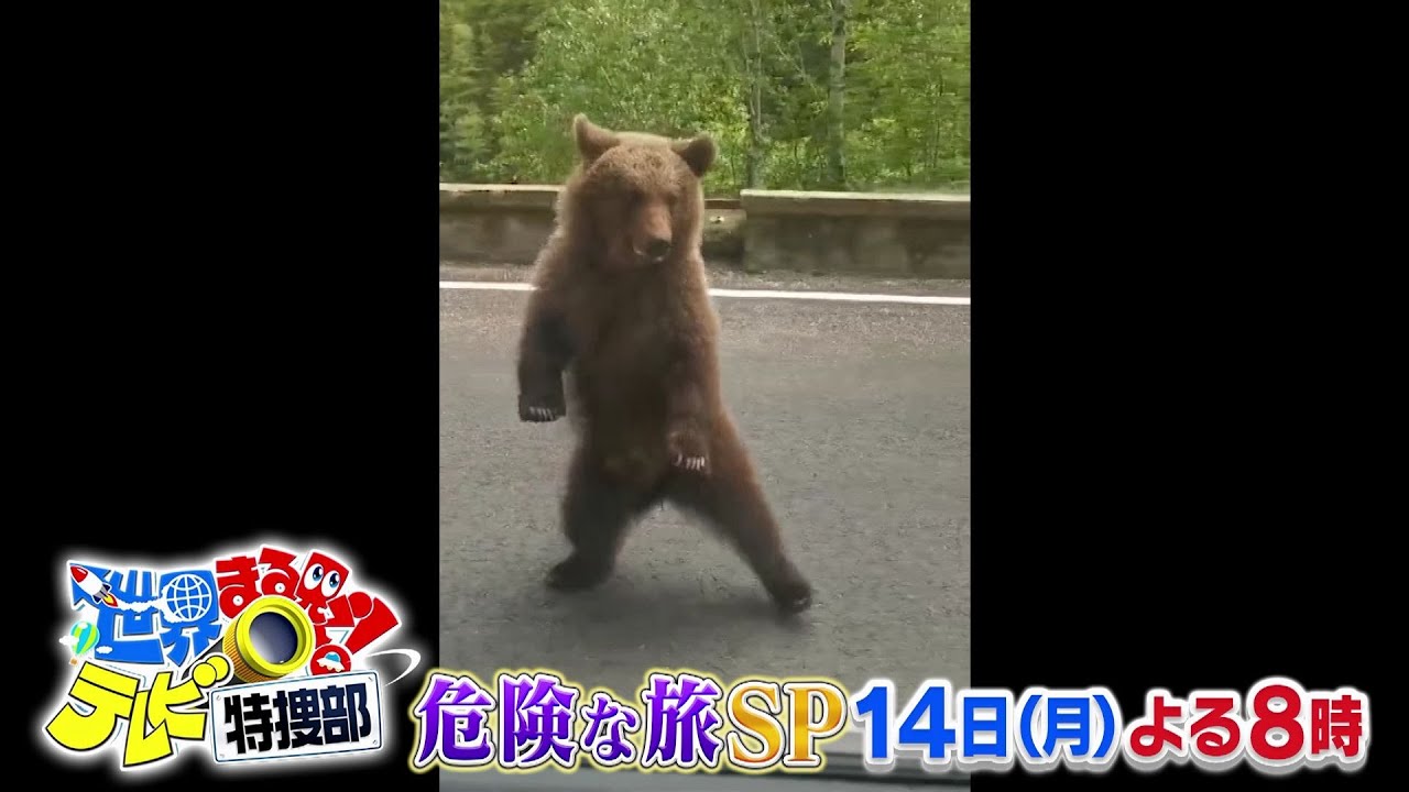 【世界まる見え】危険な旅SP！10月14日（月・祝）よる8時！ - MAGMOE