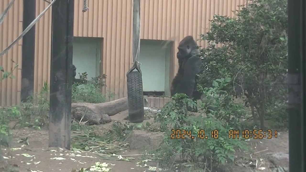 雨やし帰りまっさ 2024・10・18 - MAGMOE