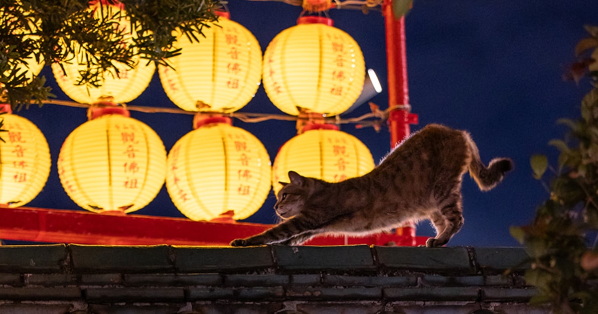 お祭りの夜に起きた奇跡の瞬間…！猫写真家が捉えた「妖しい猫」の美しい姿（沖 昌之） | FRaU - MAGMOE