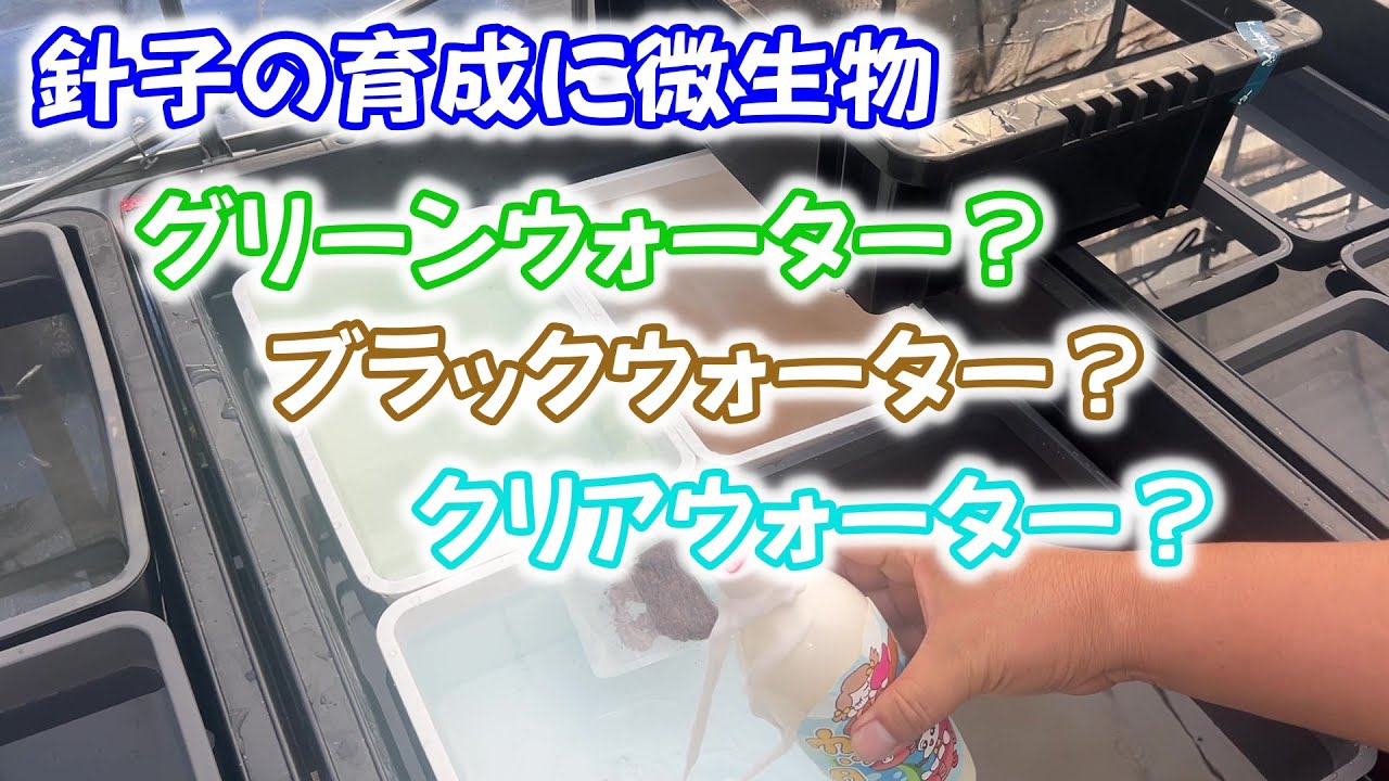 【めだか】どれが針子に良いのか？微生物を入れたり湧かしたりするのです。B型おやじ - MAGMOE
