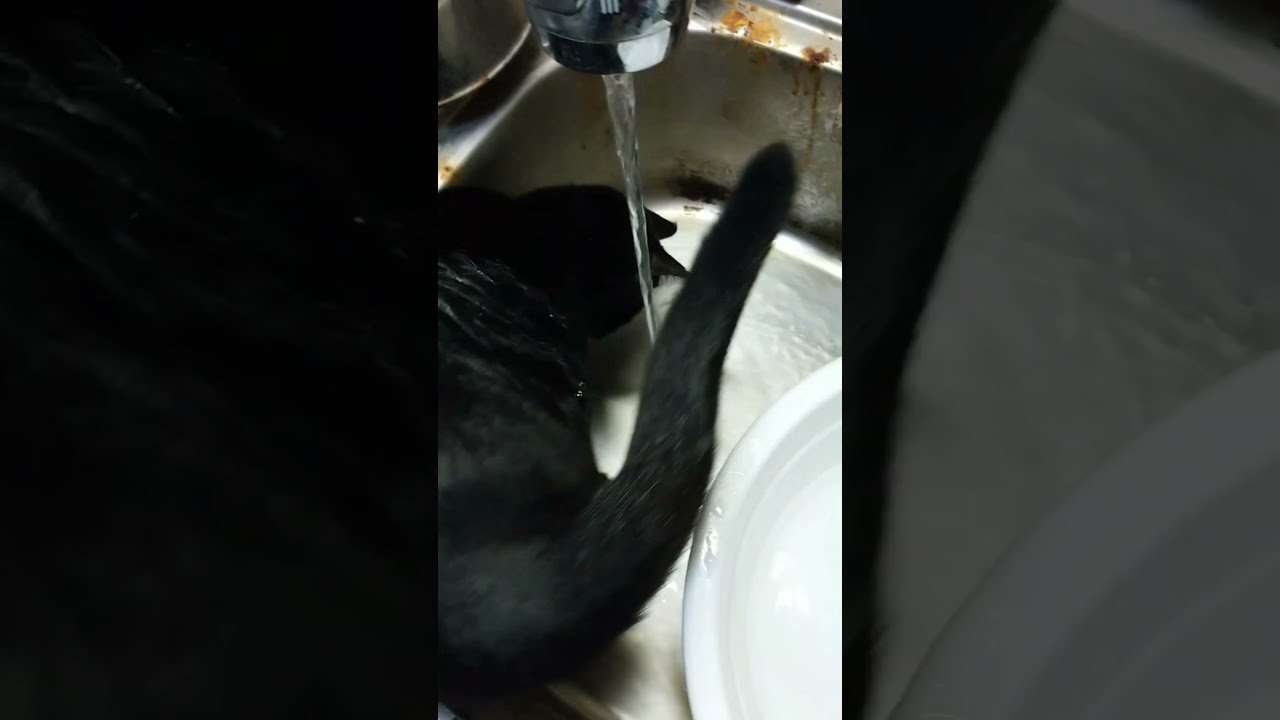 猫界の由美かおる♨️特訓続き #水戸黄門 #黒猫ほのちゃん 2025.2.23 - MAGMOE