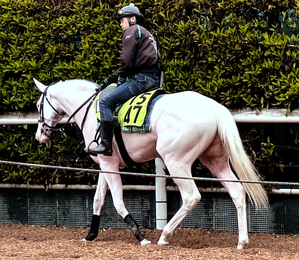 ドラマの始まり（栗東） - UMATOKU | 馬トク - MAGMOE