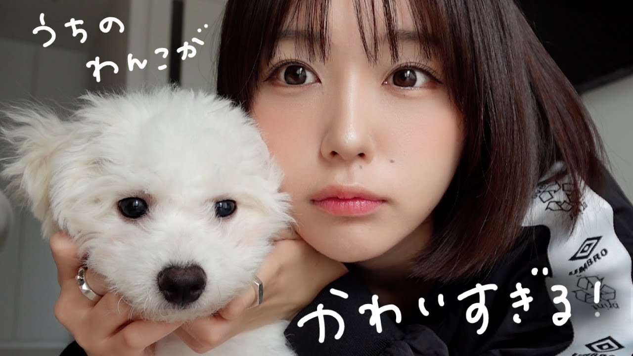 子犬をお迎えしたよVlog .｡.:*☆ - MAGMOE